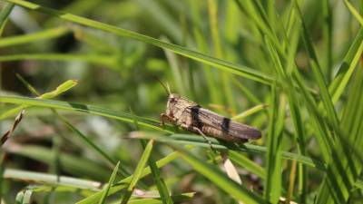 Grilo doméstico é alternativa à carne, dizem jovens cientistas ...